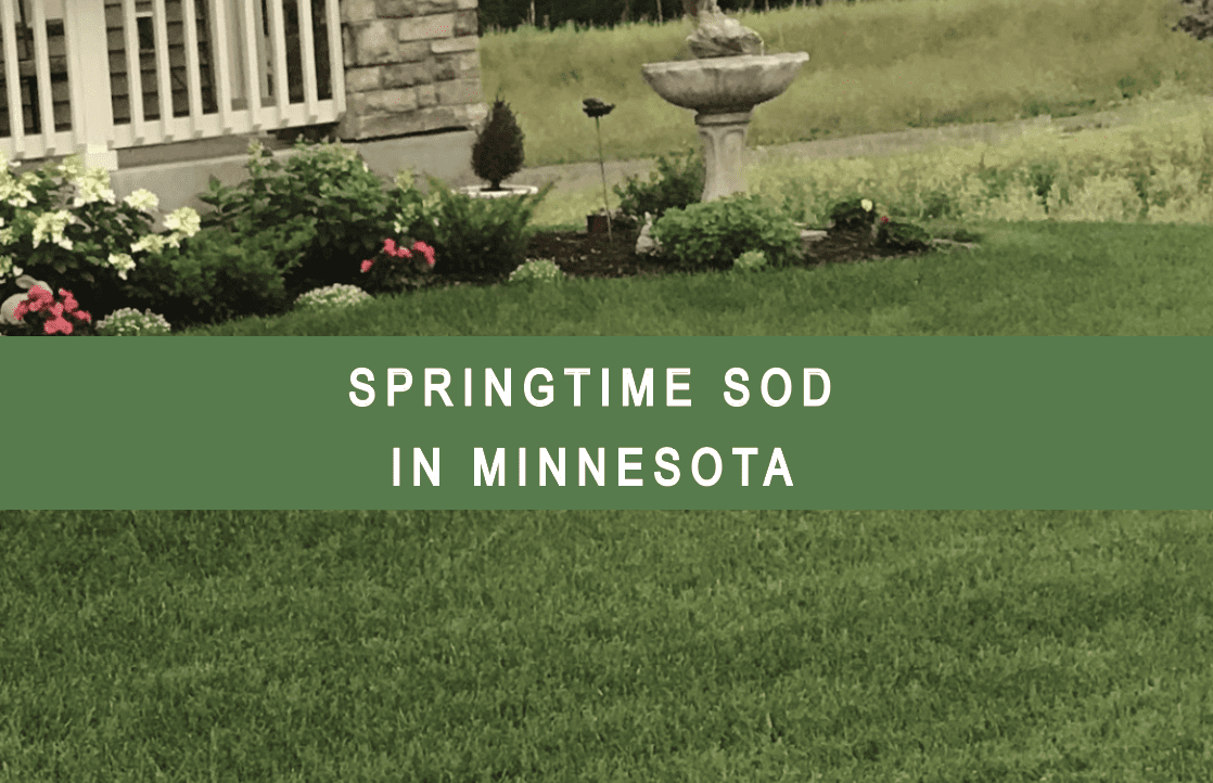 Springtime Sod in Minnesota - BB Hoffmansod